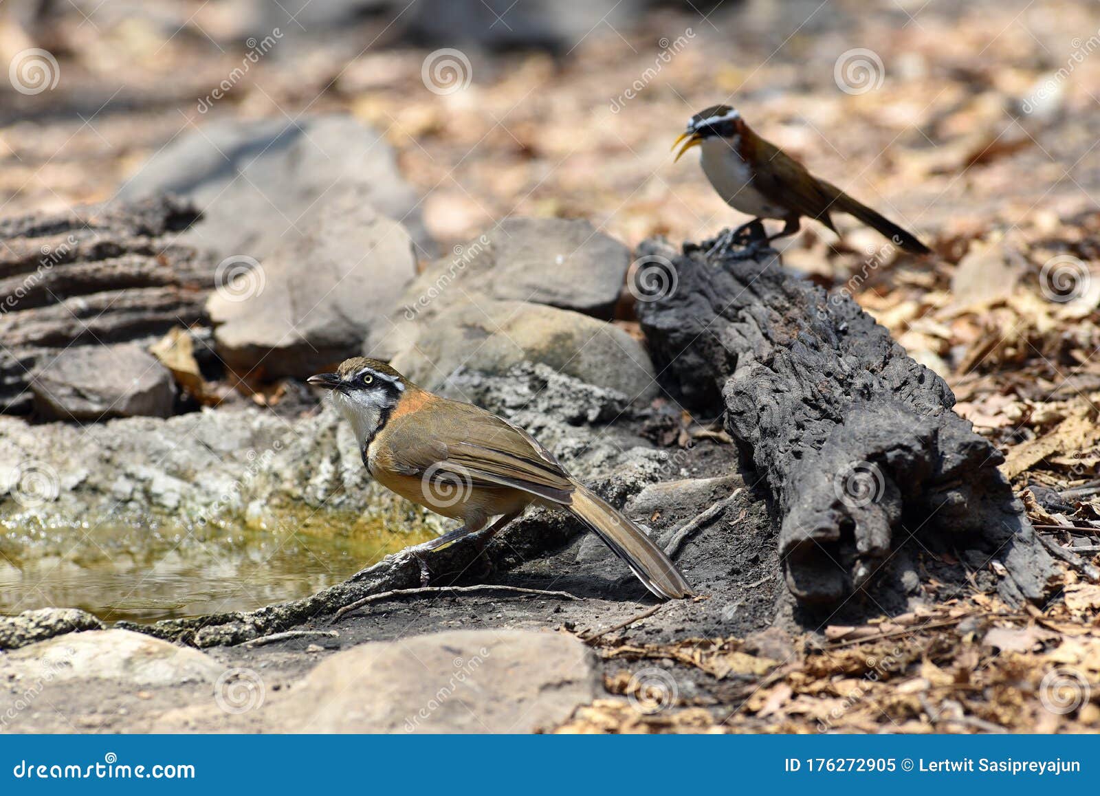 Lesser-necklaced Laughingthrush Bird in Natural Forest Stock Image ...