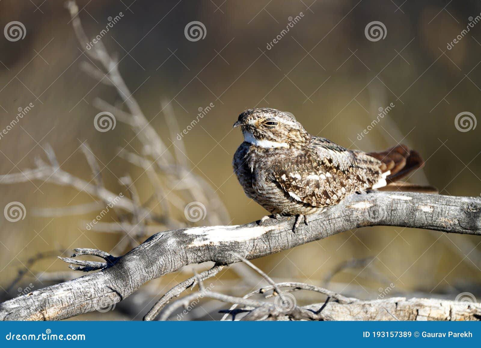 Lesser Nighthawk in Arizona Morning Sunshine Stock Image - Image of ...