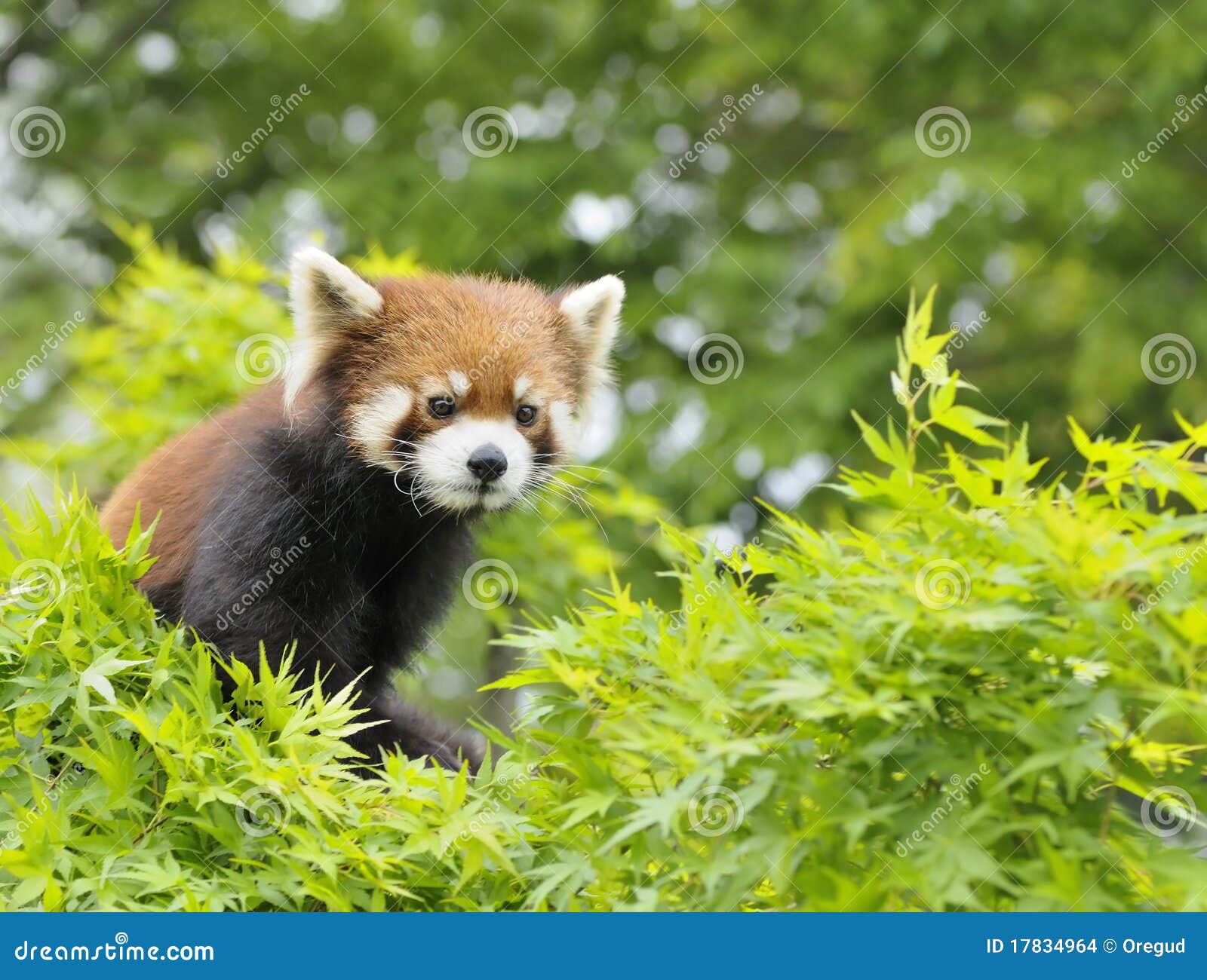 Lesser panda stock photo. Image of animal, lesser, panda - 17834964