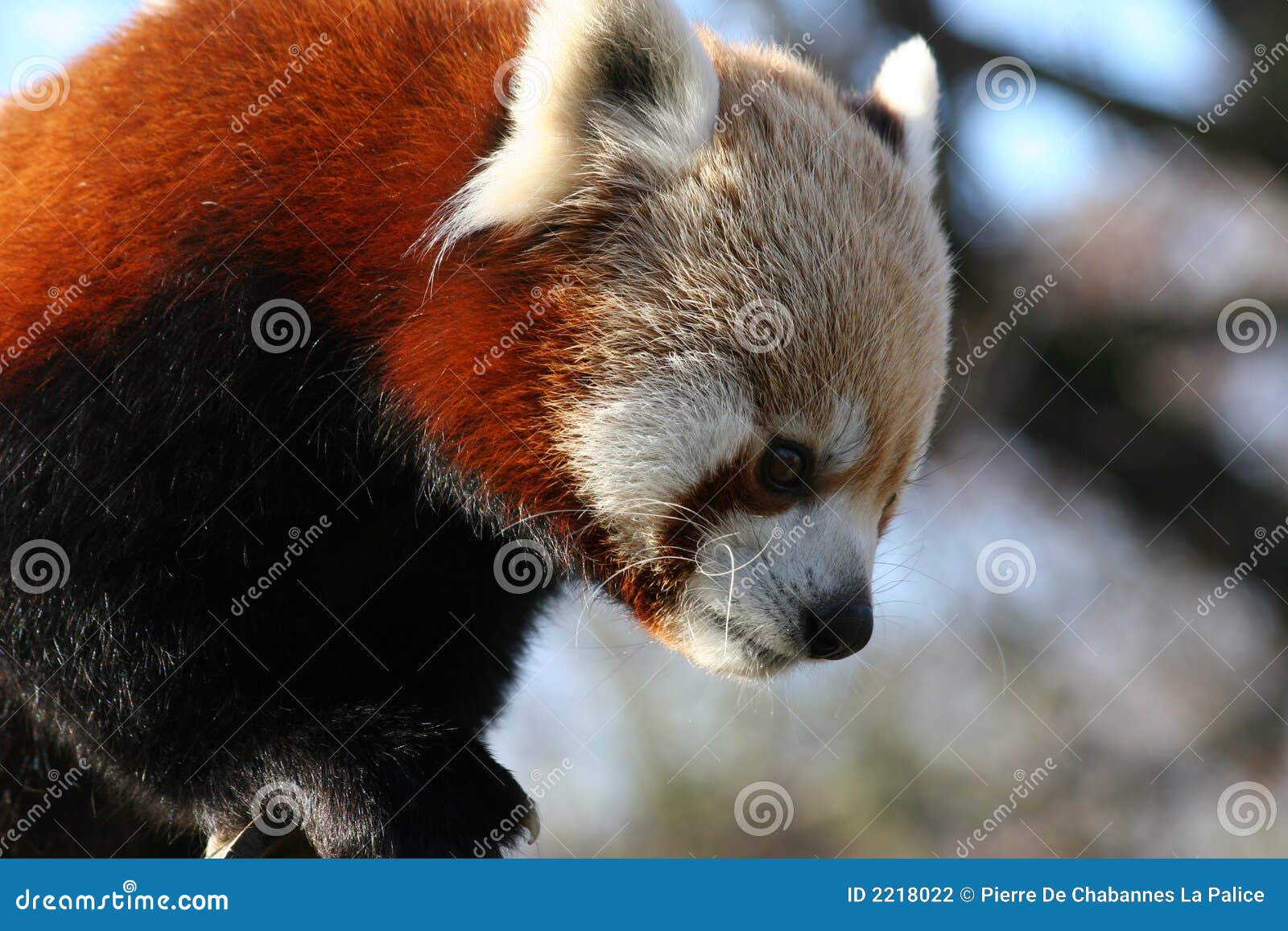 Lesser panda stock photo. Image of mammif, petit, lesser - 2218022