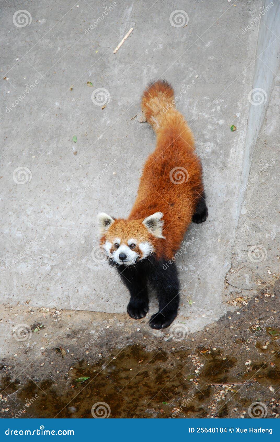 Lesser panda stock photo. Image of ailurus, animal, funny - 25640104
