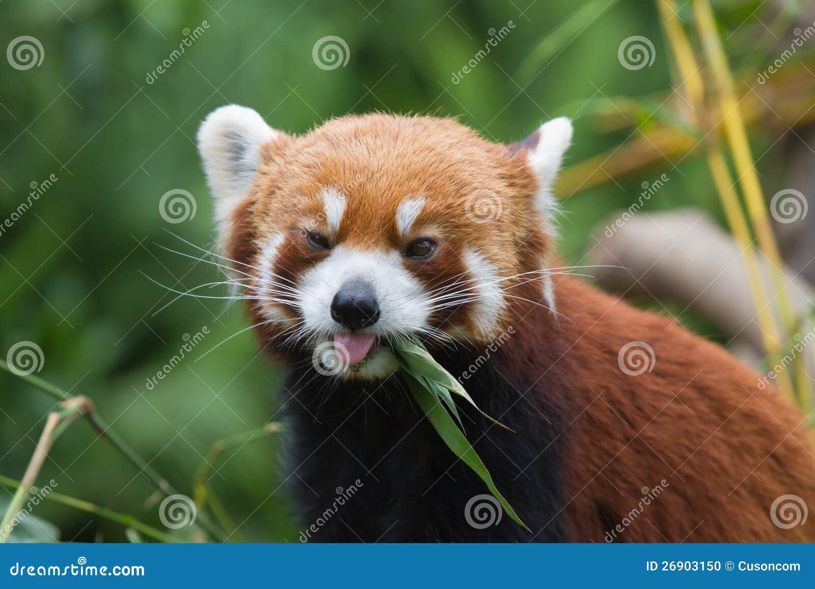 Lesser Panda stock photo. Image of chinese, firefox, america - 26903150