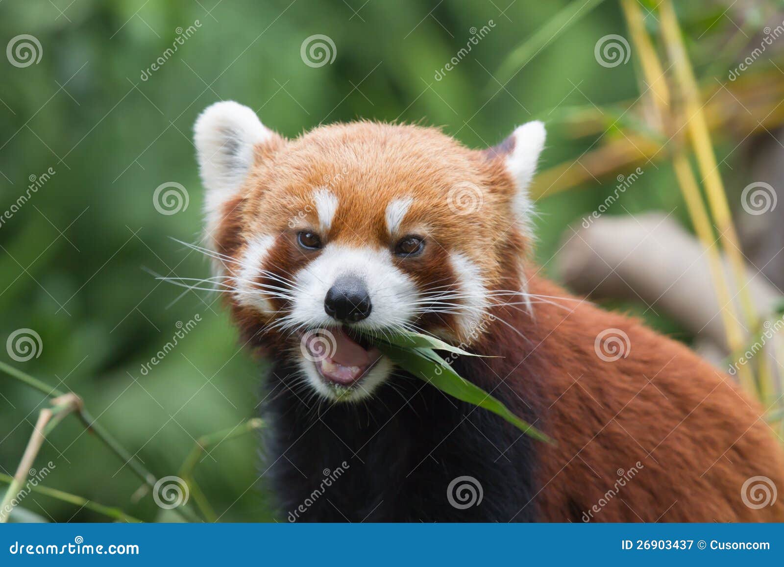 Lesser Panda stock image. Image of ailurus, eating, foliage - 26903437