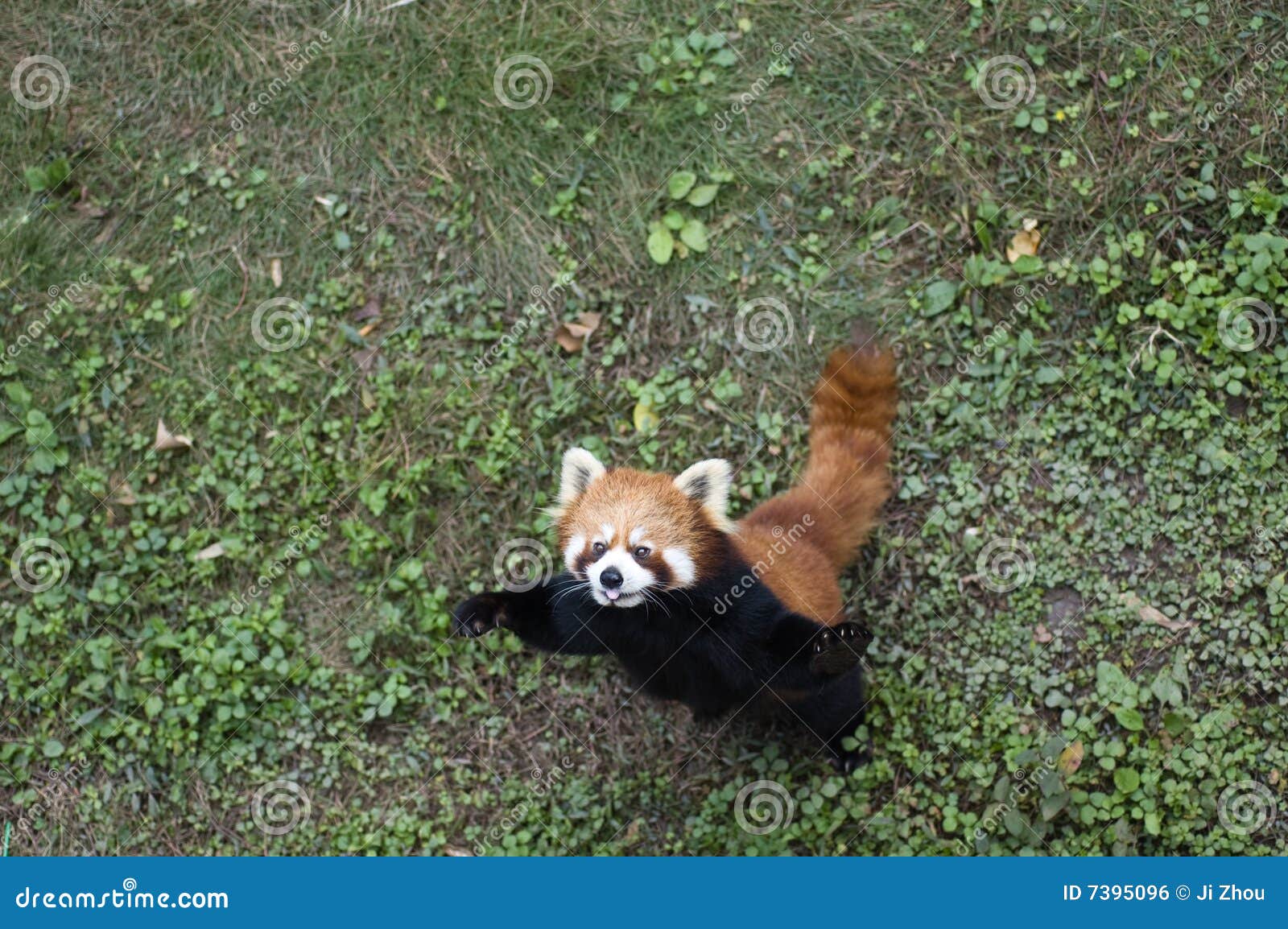 Lesser panda stock photo. Image of wild, brown, nice, sunny - 7395096