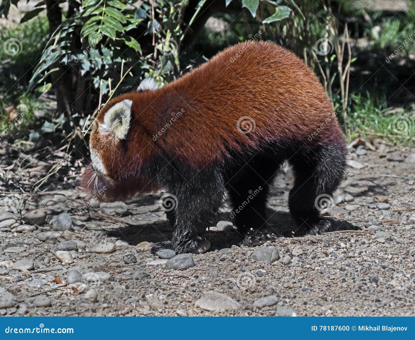 Lesser panda 6 stock photo. Image of population, fauna - 78187600