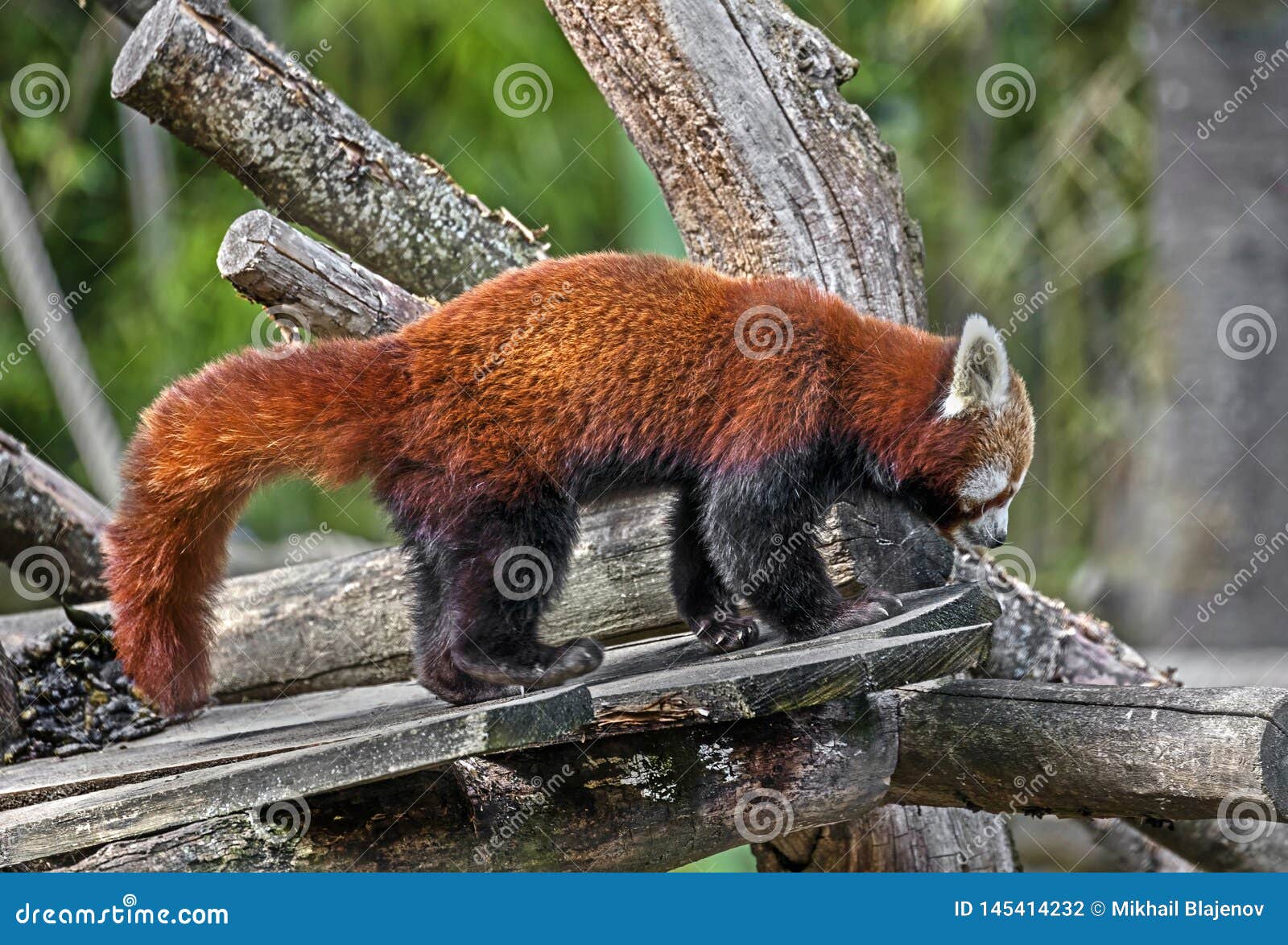Lesser panda 11 stock photo. Image of environment, zoology - 145414232