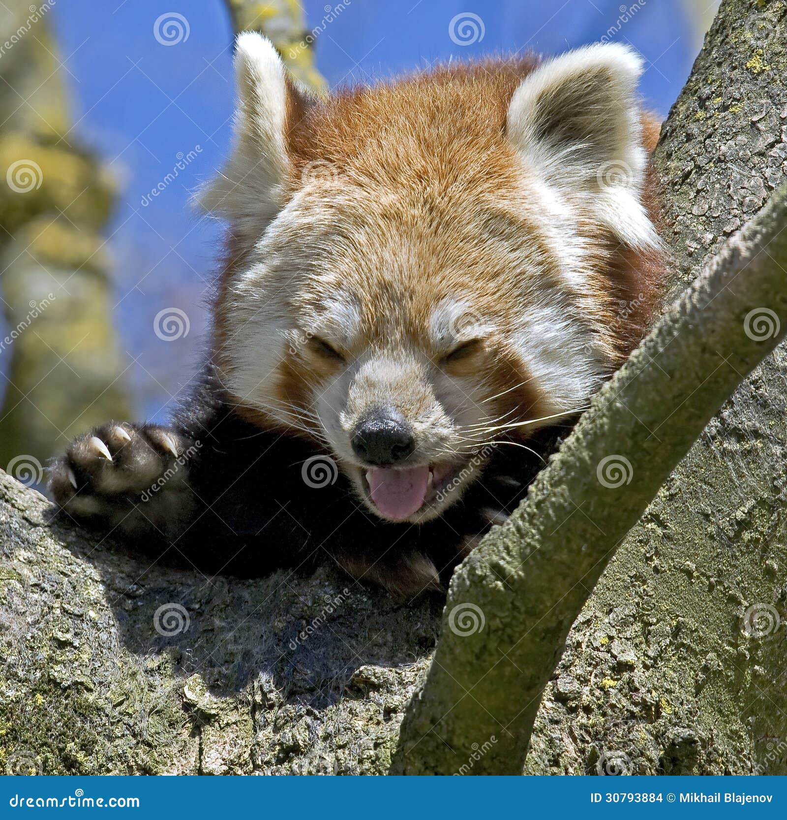 Lesser panda 1 stock photo. Image of ecology, forest - 30793884
