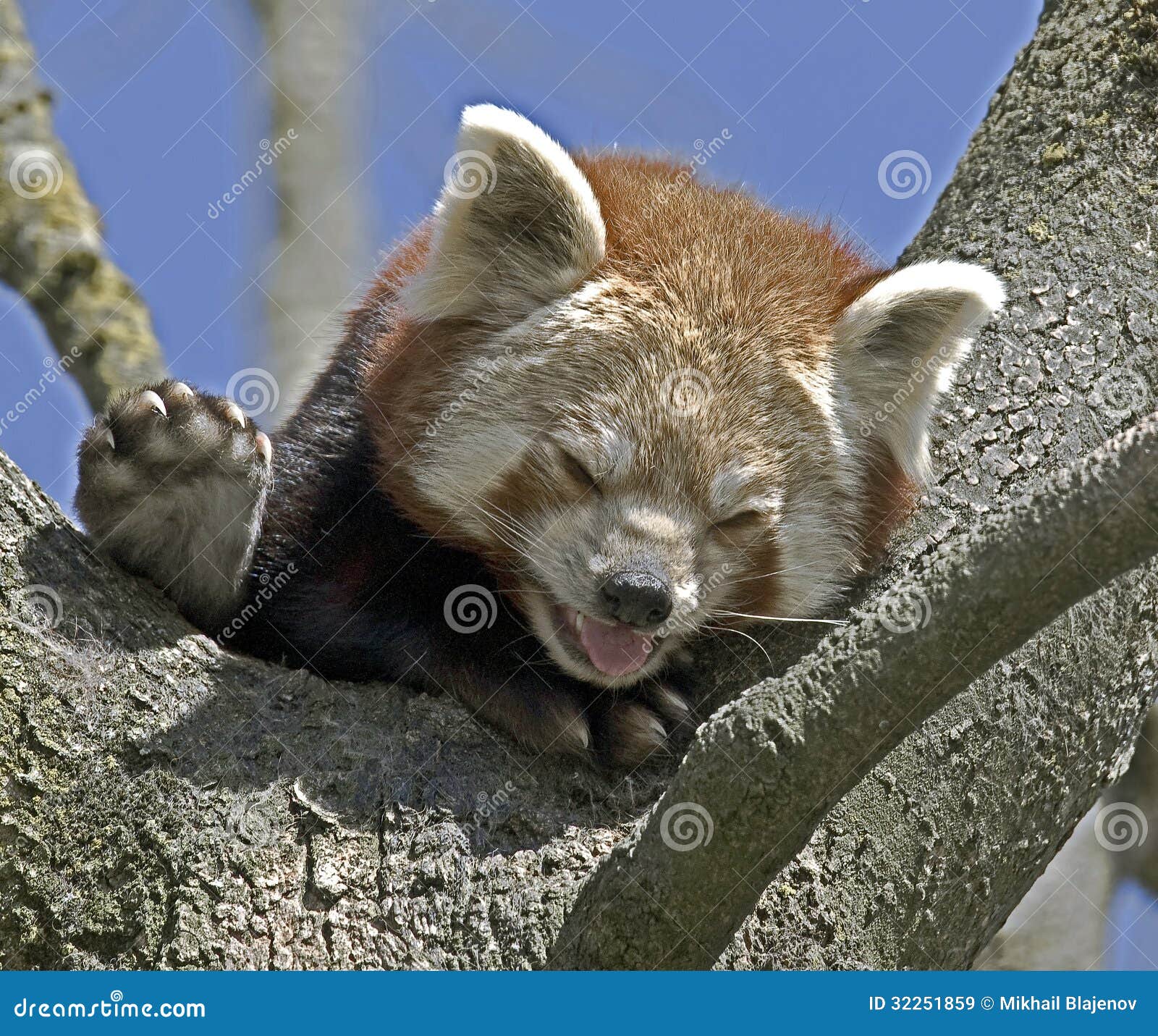Lesser panda 3 stock image. Image of mammal, forest, habitat - 32251859