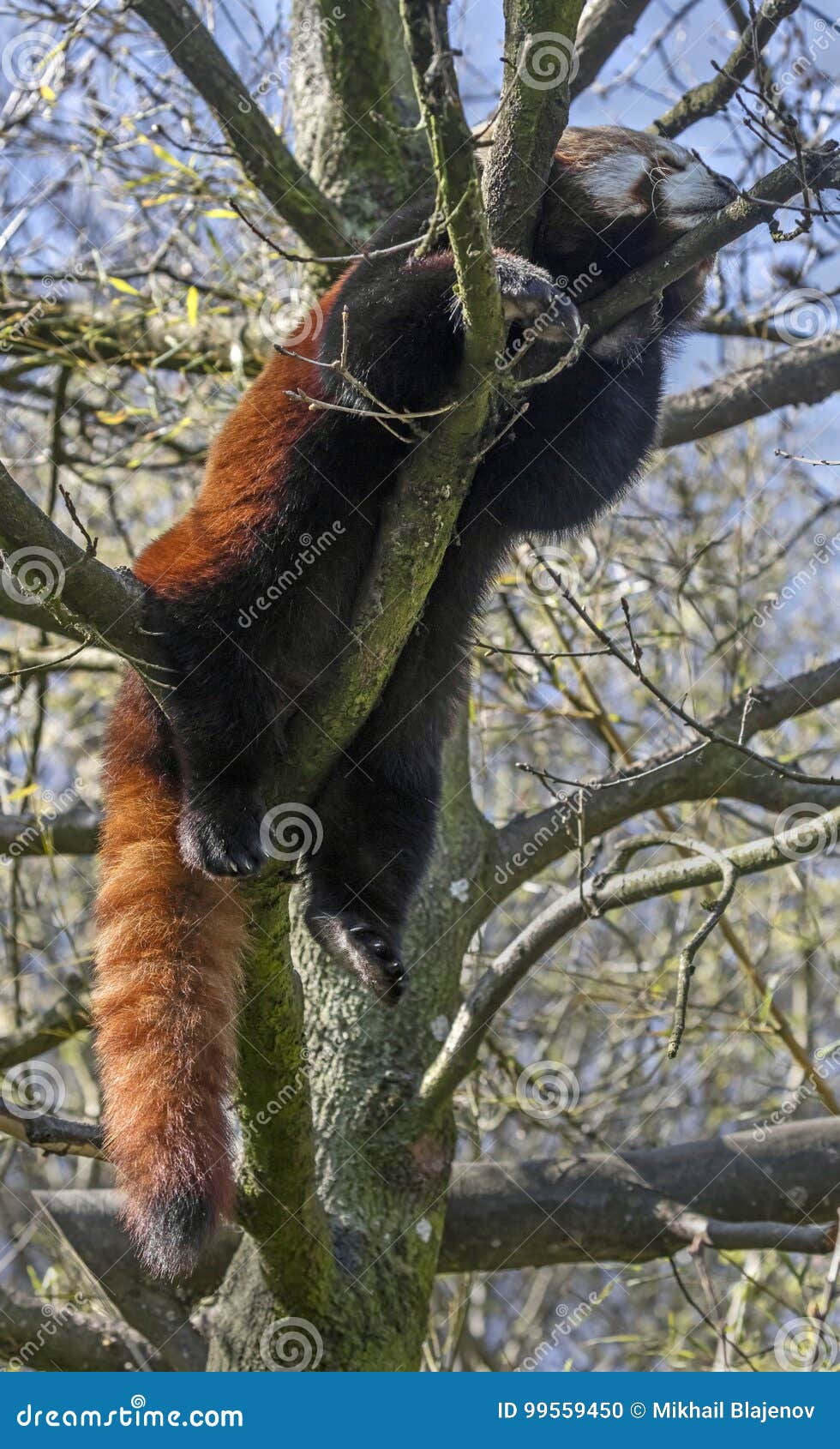 Lesser panda 9 stock photo. Image of mammal, himalaya - 99559450