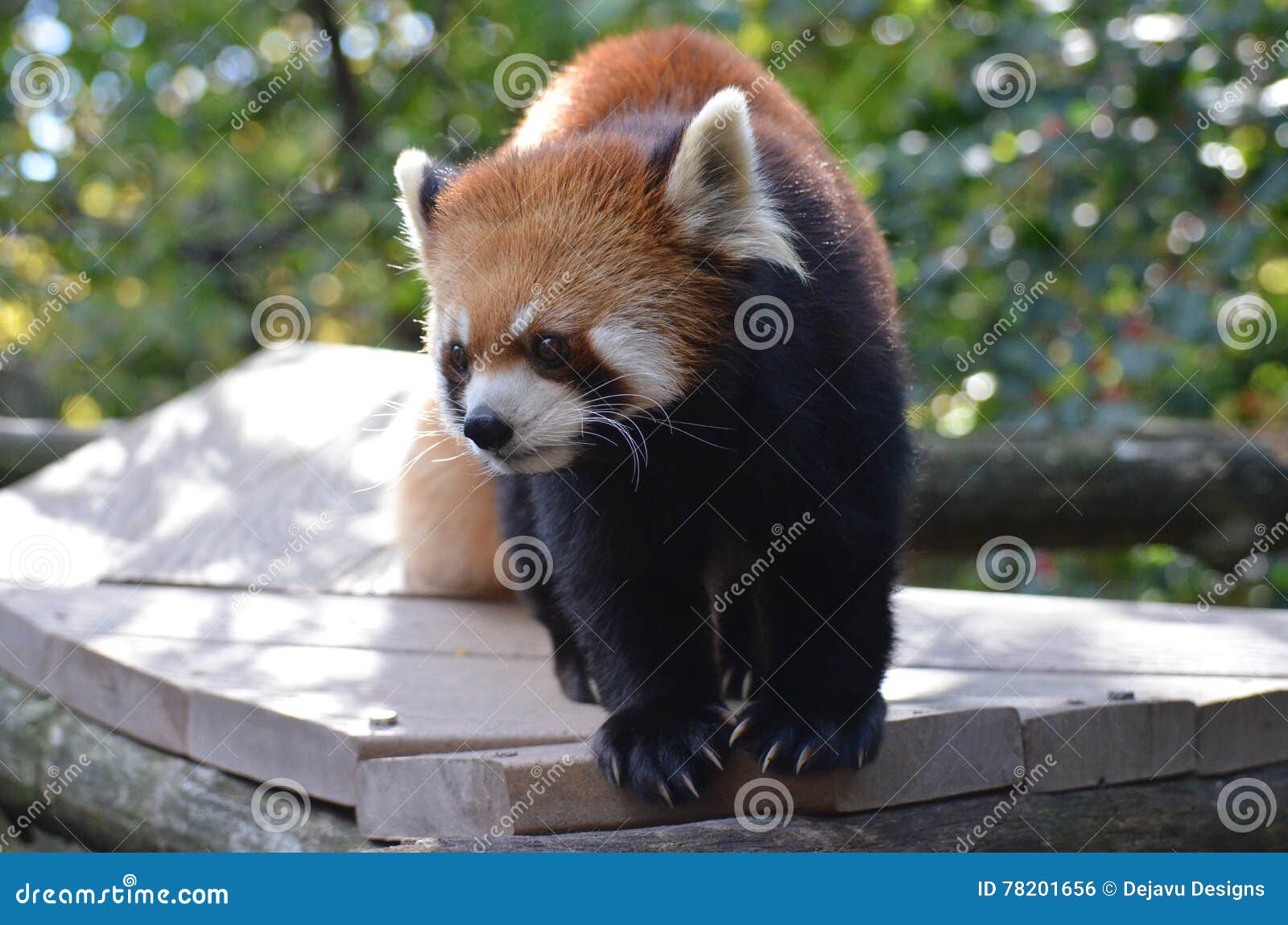 Lesser Panda Bear with Long Claws Stock Photo - Image of cute, adorable ...