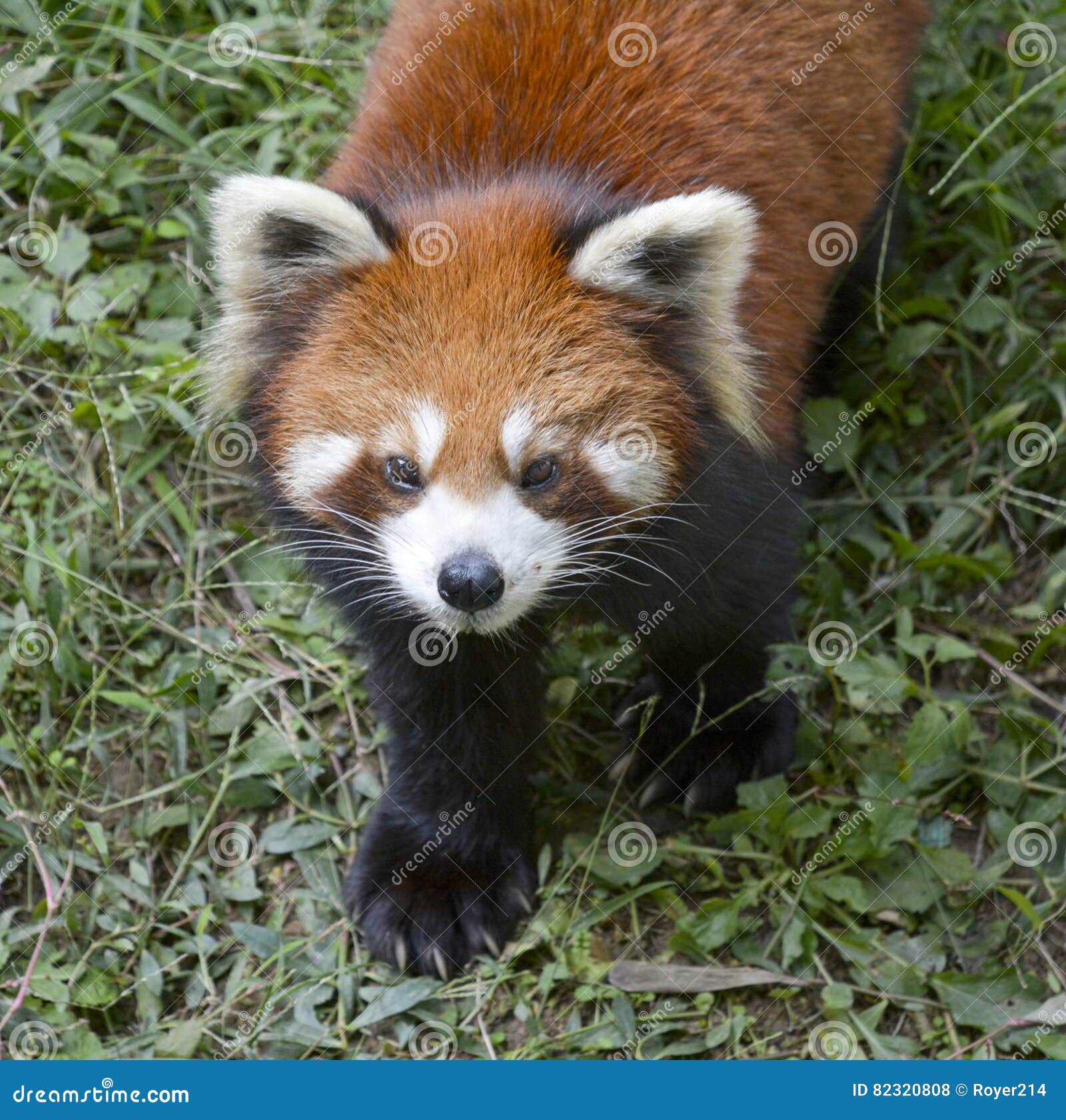 Lesser Panda stock photo. Image of beautiful, beauty - 82320808