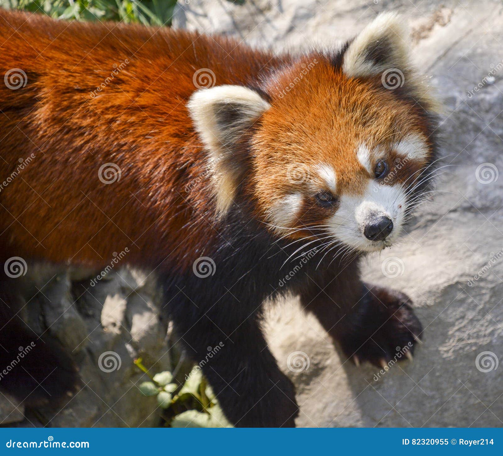 Lesser Panda stock image. Image of mammal, exotic, lovely - 82320955