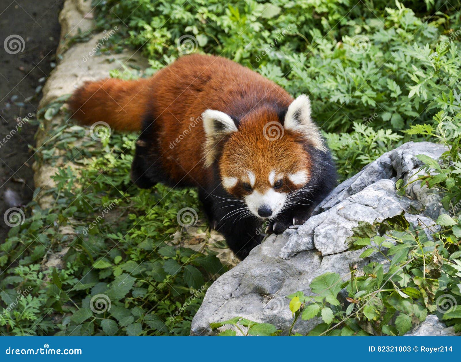 Lesser Panda stock image. Image of animal, geographic - 82321003