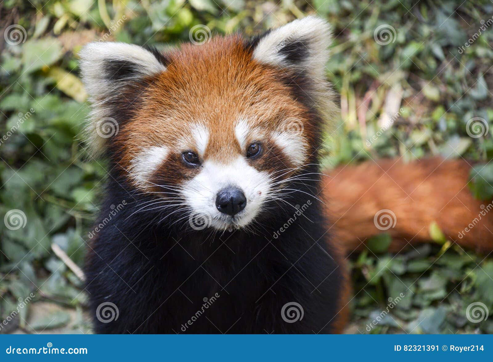 Lesser Panda stock image. Image of ailurus, china, cute - 82321391