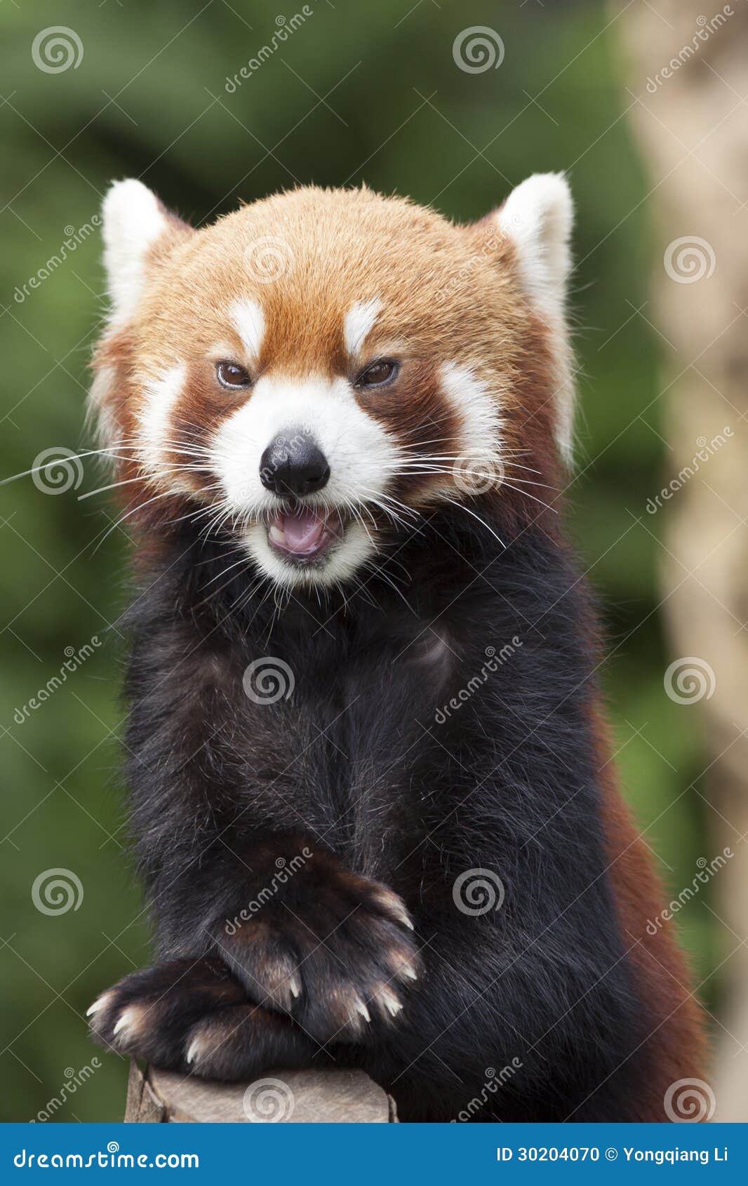 Lesser Panda stock photo. Image of panda, cute, ailurus - 30204070