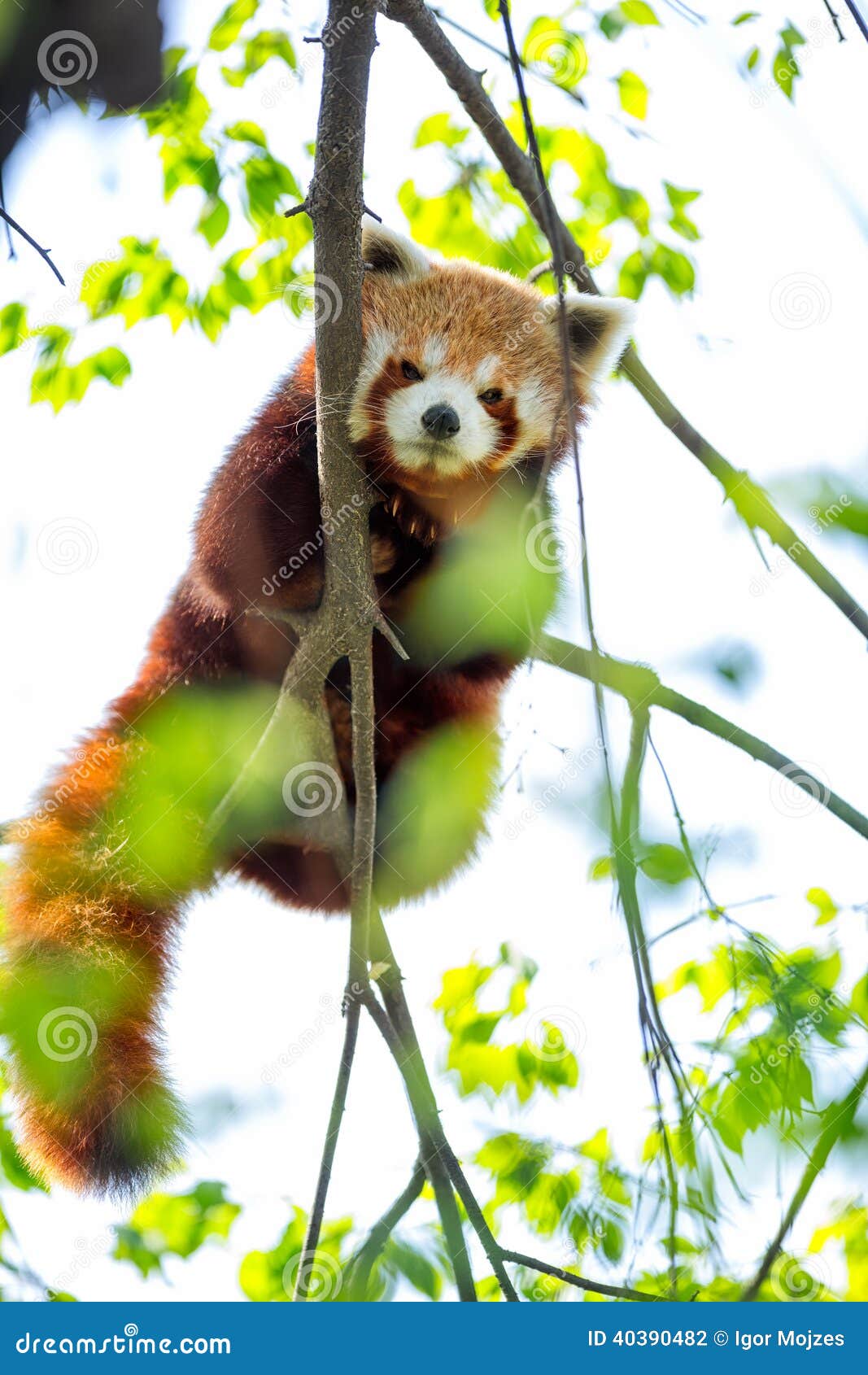 Lesser Panda stock photo. Image of fauna, ailuris, lesser - 40390482