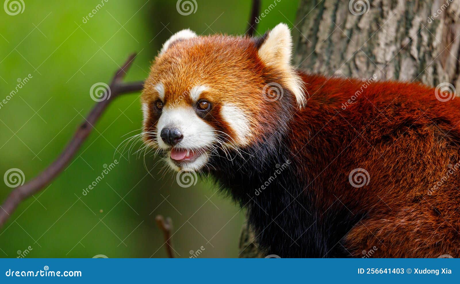 Lesser panda stock image. Image of panda, eating, treasure - 256641403