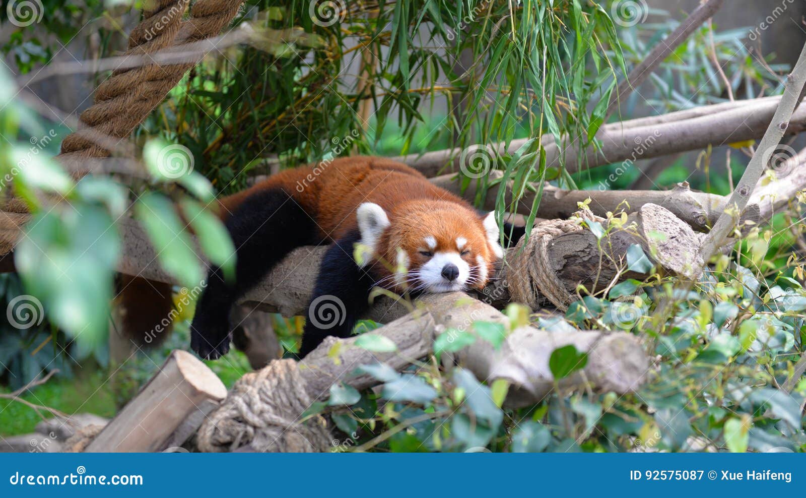 Lesser panda stock image. Image of sleep, cute, panda - 92575087