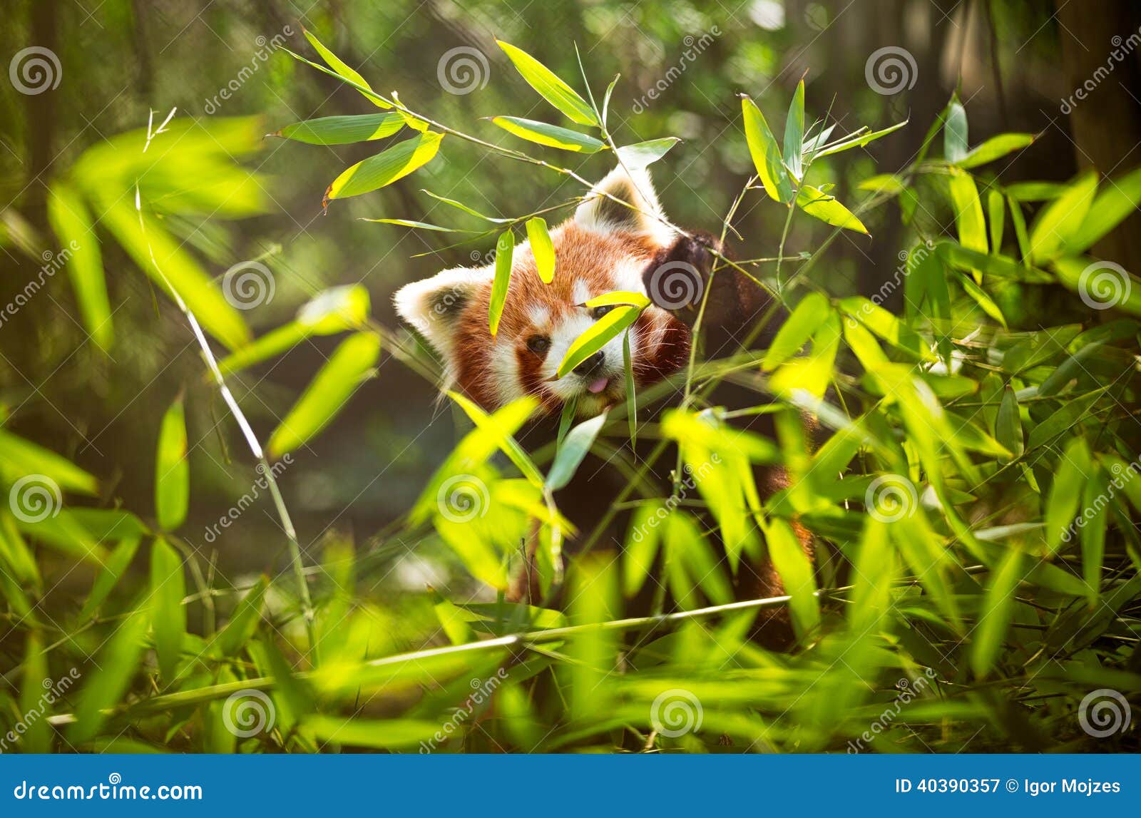 Lesser panda stock image. Image of lesser, nature, mammal - 40390357