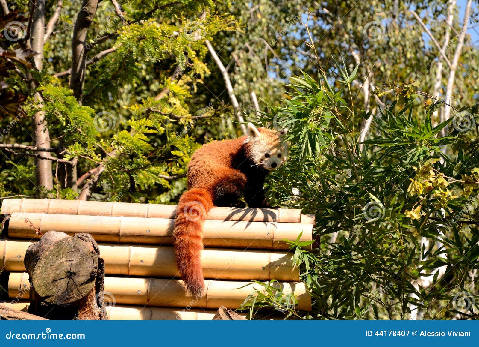 Lesser Panda stock image. Image of small, safaripark - 44178407