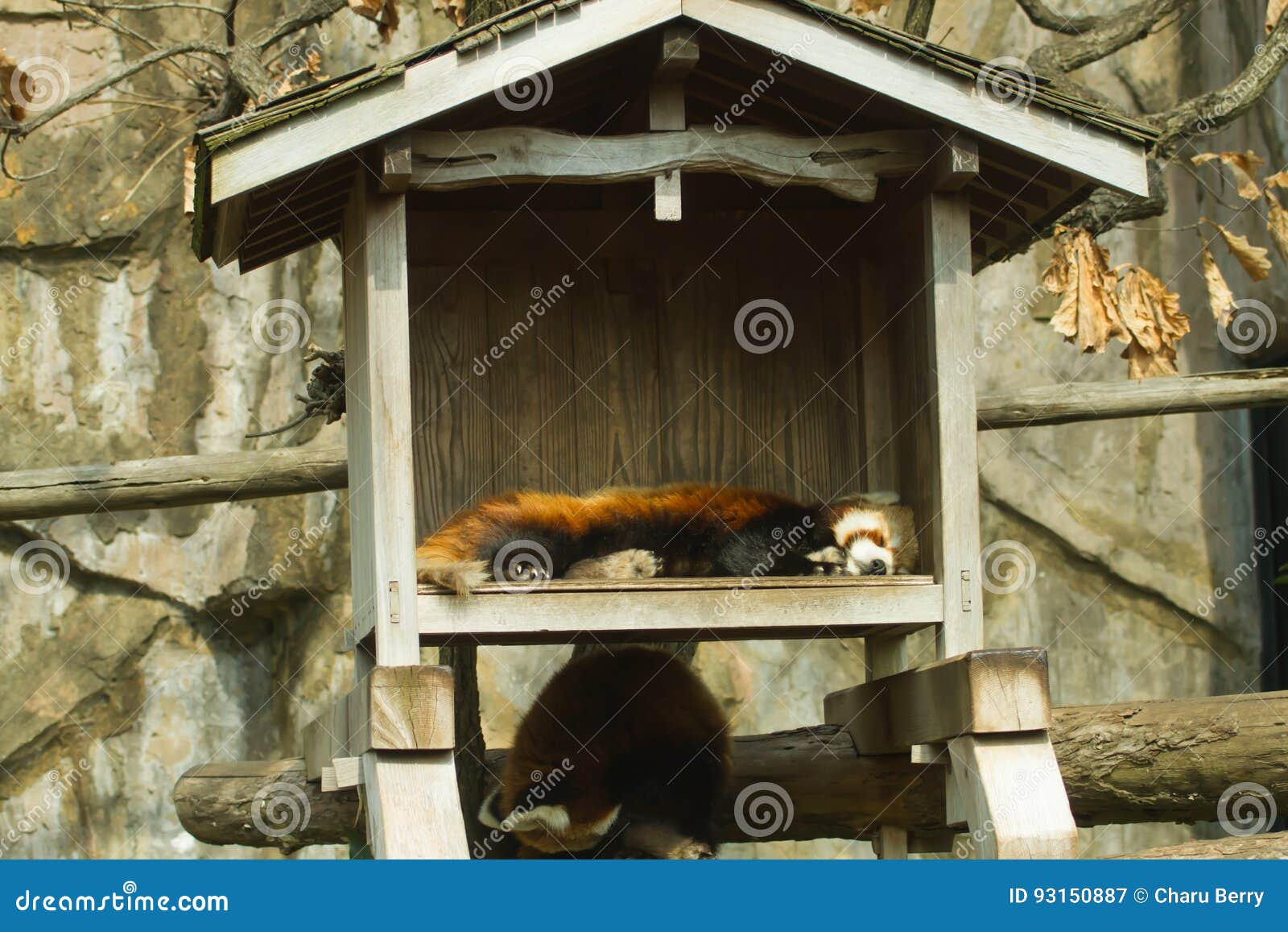 Lesser panda in zoo . stock image. Image of hatch, chick - 93150887