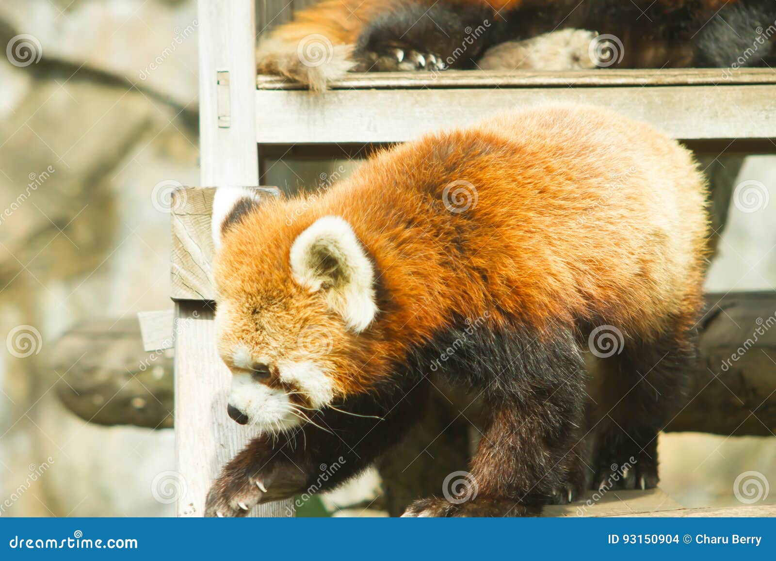 Lesser panda in zoo . stock photo. Image of birds, hatching - 93150904