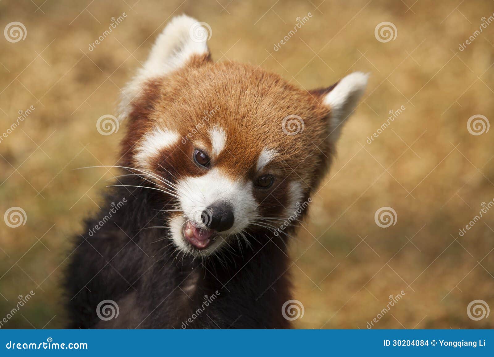 Lesser Panda stock photo. Image of panda, asia, animal - 30204084