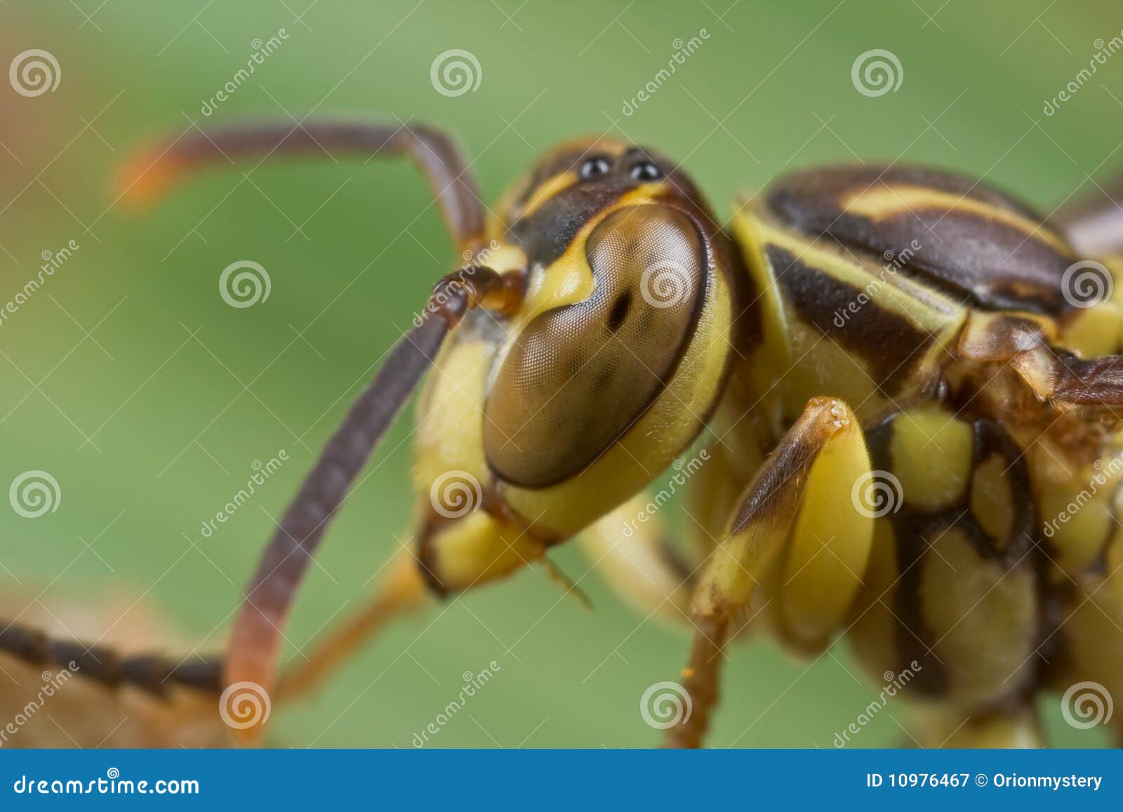 A Lesser Paper Wasp on Its Nest Stock Image - Image of wild, plant ...