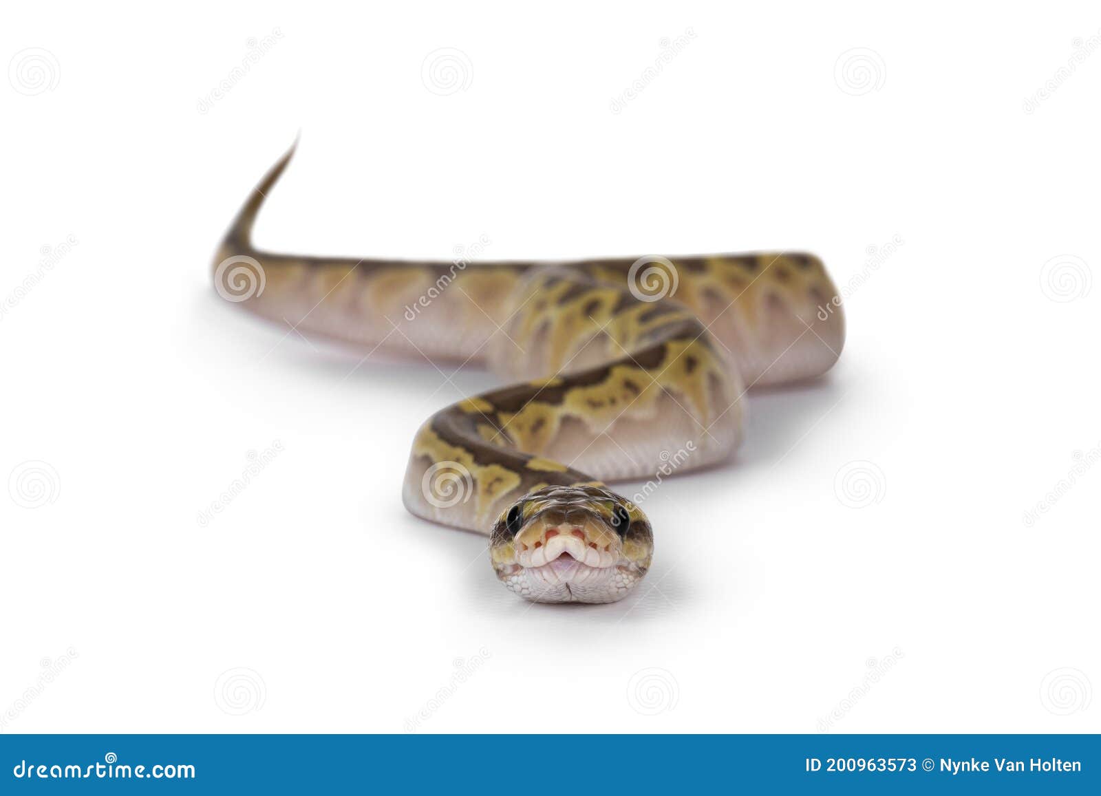 Lesser Pastel Baby Ballpython on White Stock Image - Image of ball ...