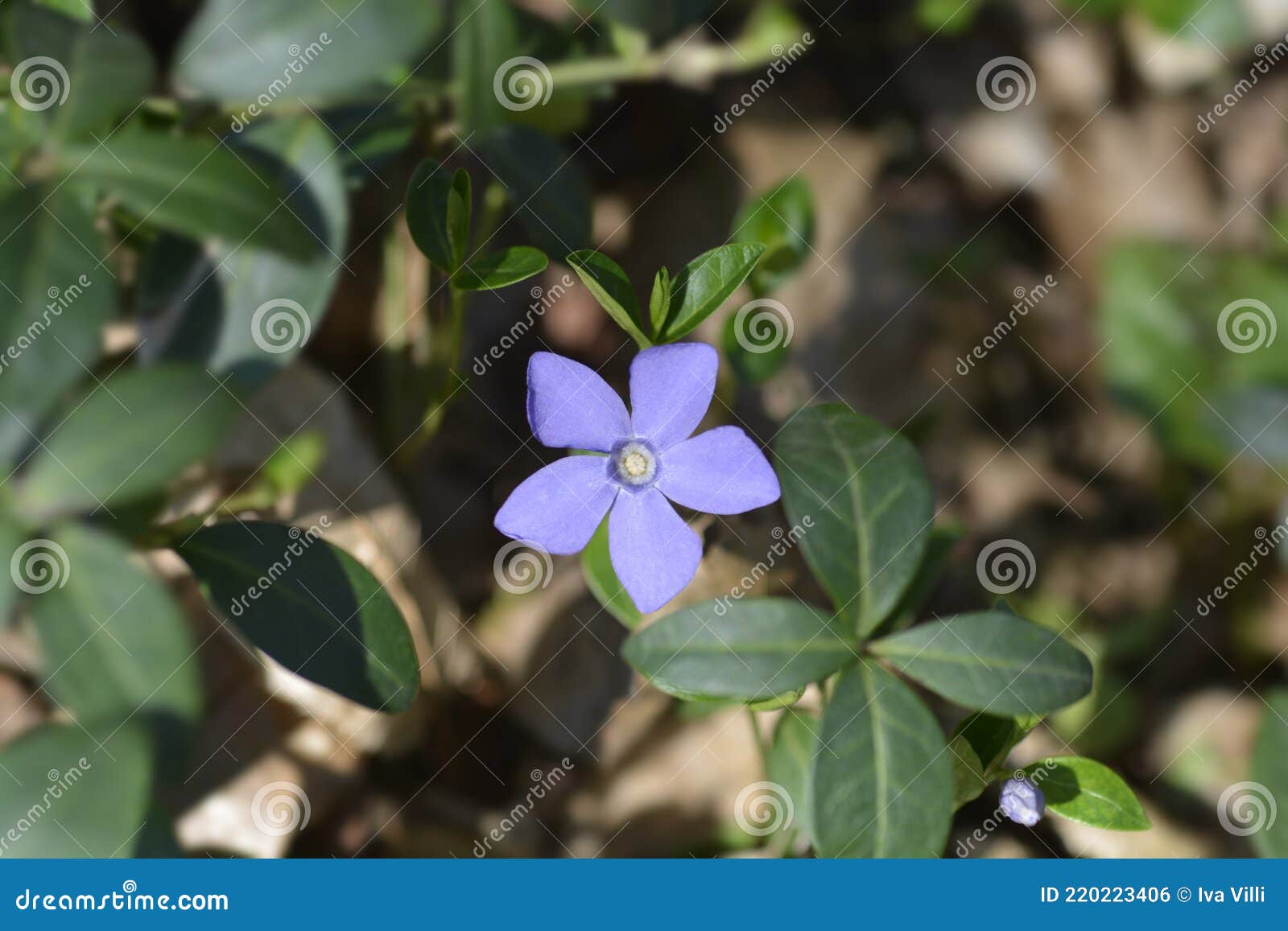 Lesser Periwinkle stock photo. Image of blue, flower - 220223406