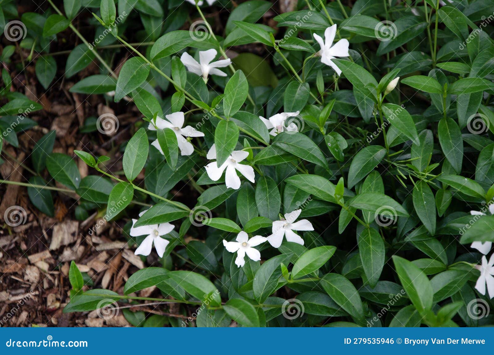 Lesser Periwinkle Flower, Vinca Minor Stock Photo - Image of bright ...