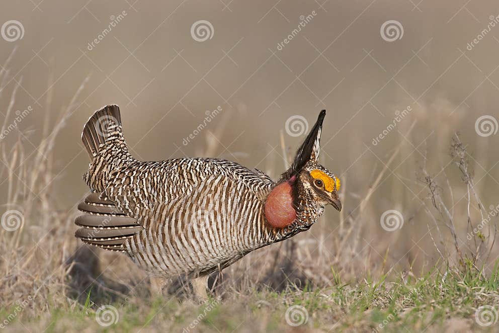 Lesser Prairie Chicken stock photo. Image of display - 14845528