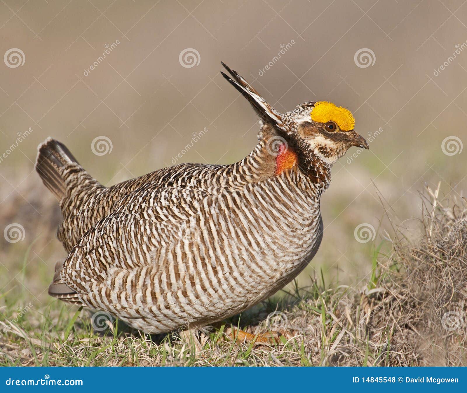 Lesser Prairie Chicken stock photo. Image of endangered - 14845548