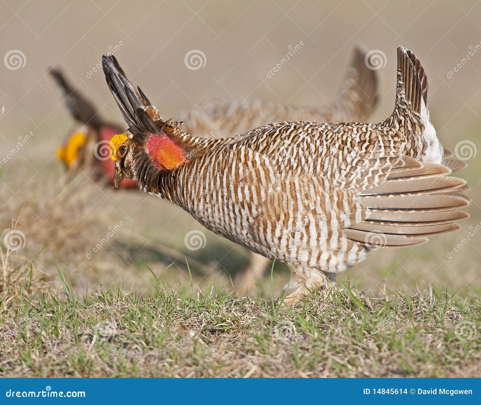 Lesser Prairie Chicken stock photo. Image of display - 14845614