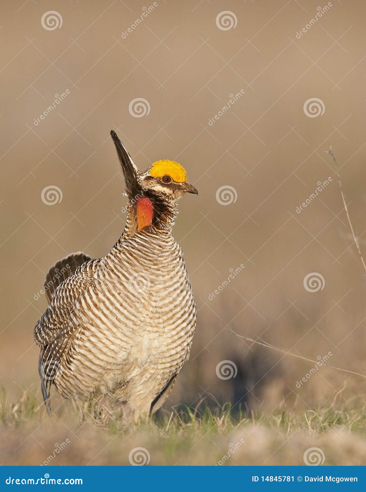Lesser Prairie Chicken stock image. Image of wildlife - 14845781
