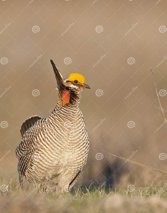 Lesser Prairie Chicken stock image. Image of wildlife - 14845781