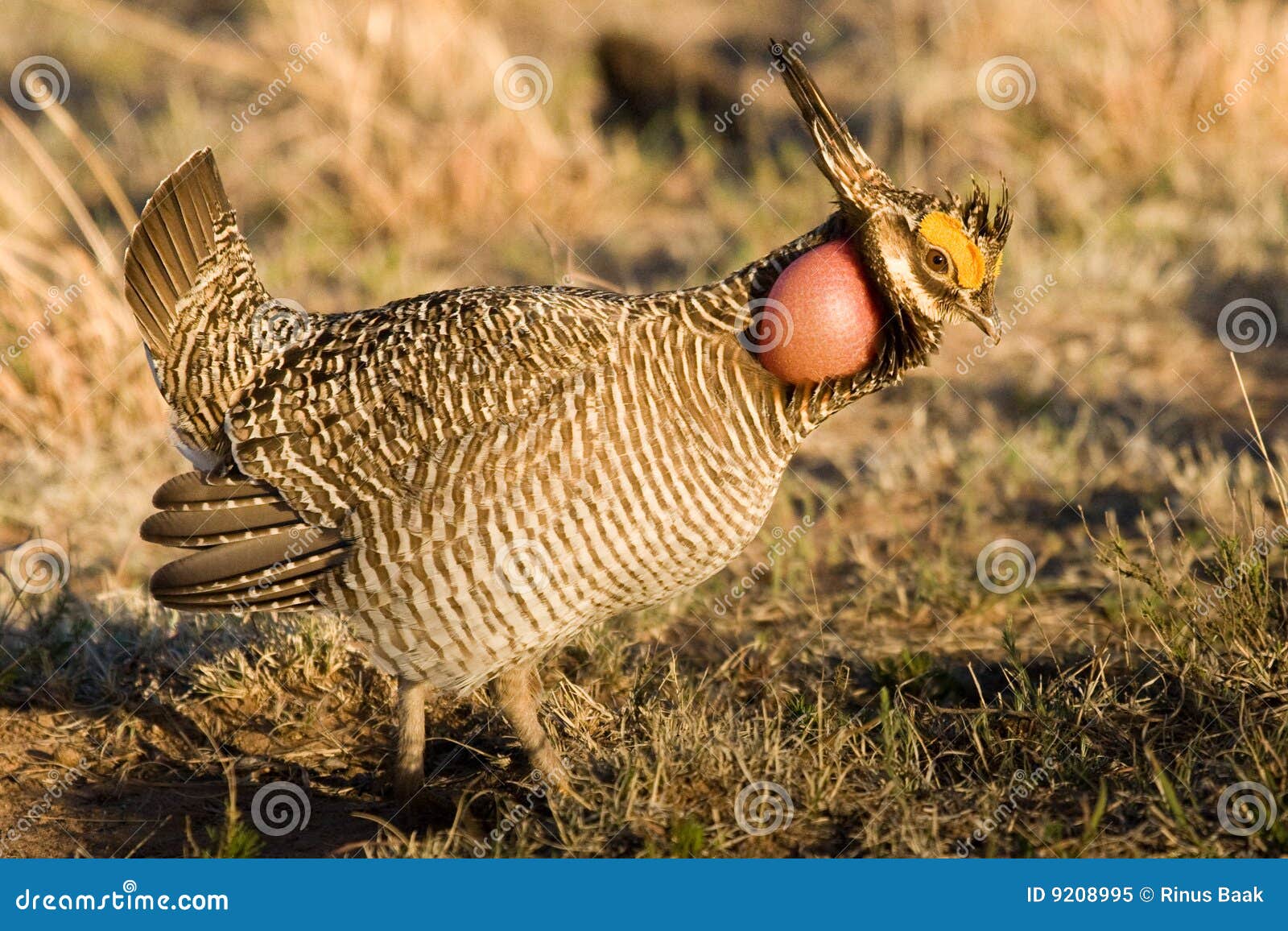 Lesser Prairie Chicken stock image. Image of orange, feathers - 9208995