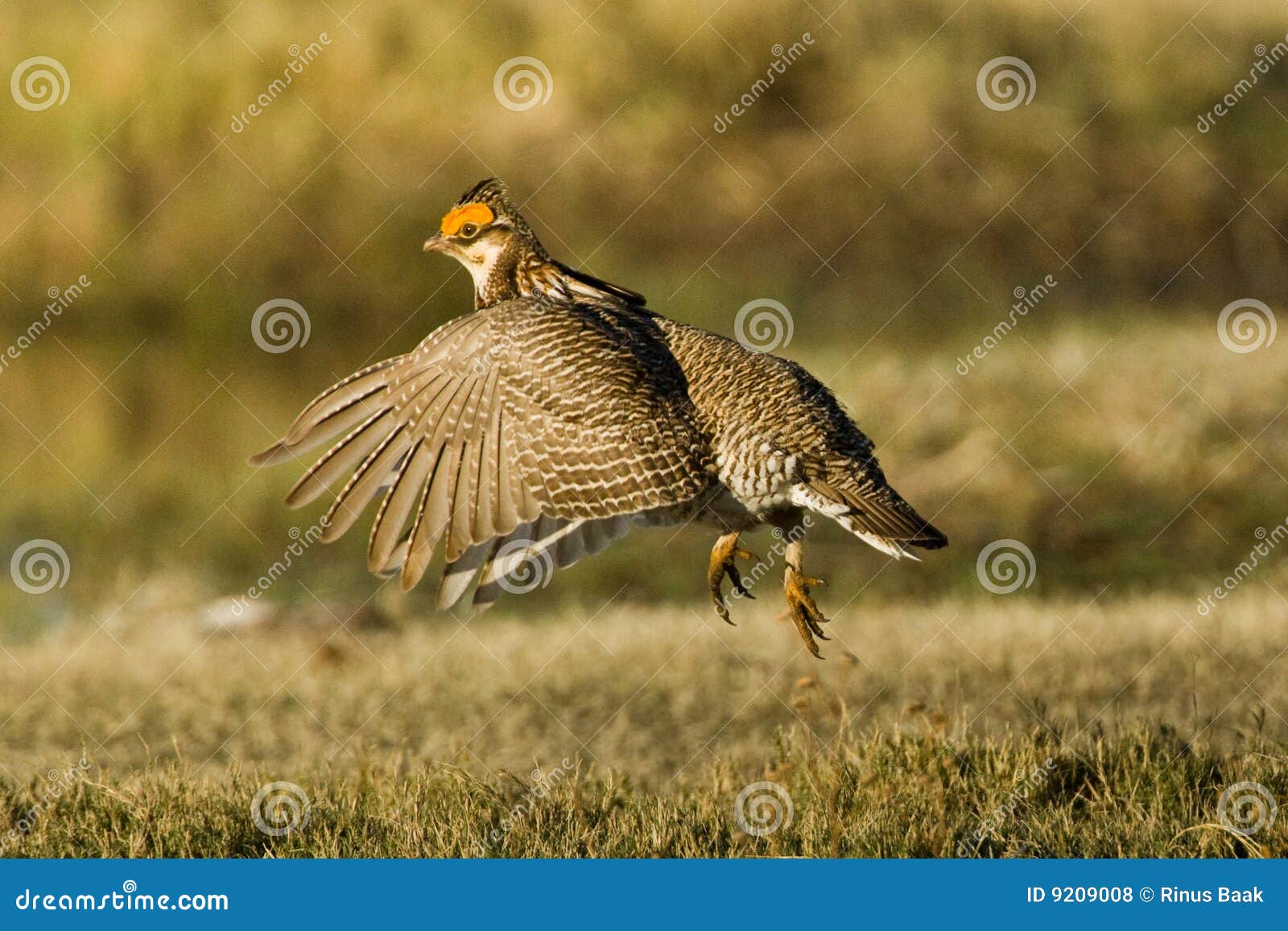 Lesser Prairie Chicken stock photo. Image of male, flight - 9209008