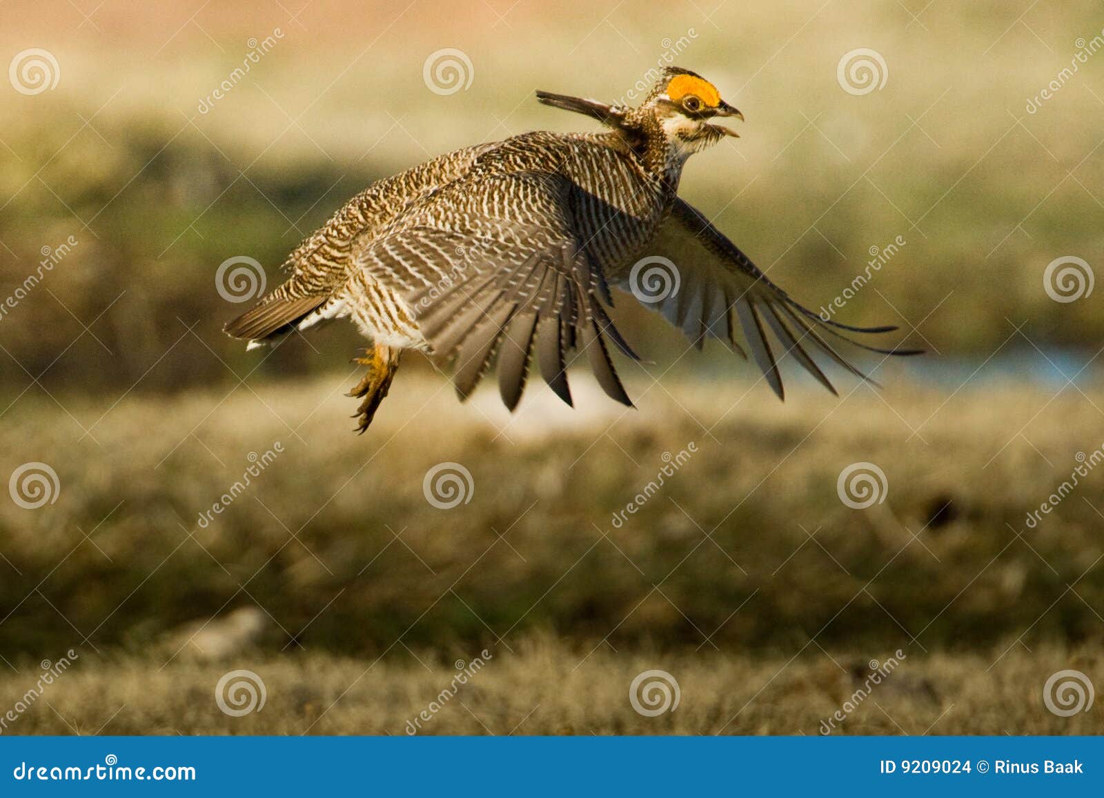 Prairie Chicken Clipart Image