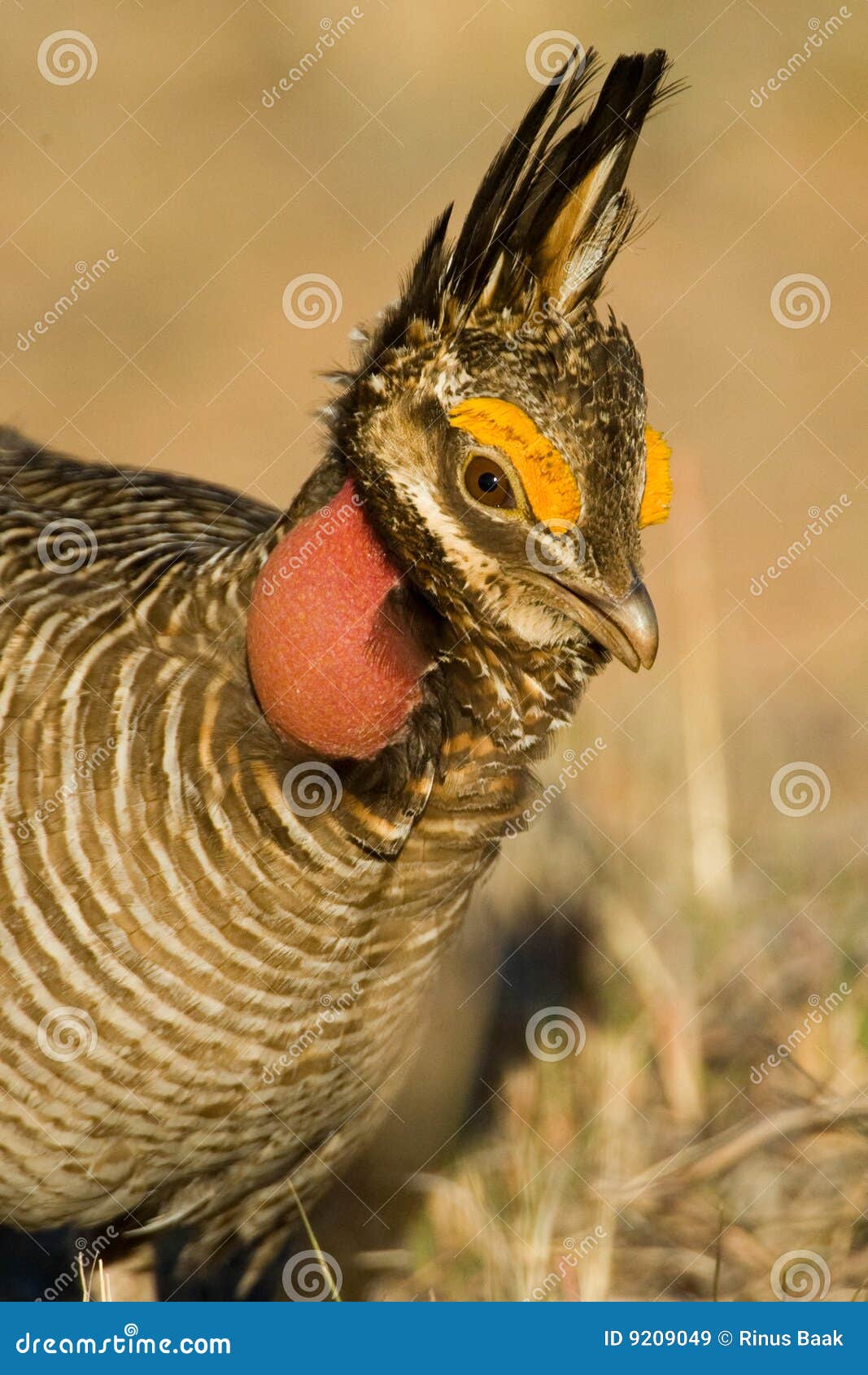 Lesser Prairie Chicken stock image. Image of yellow, ground - 9209049