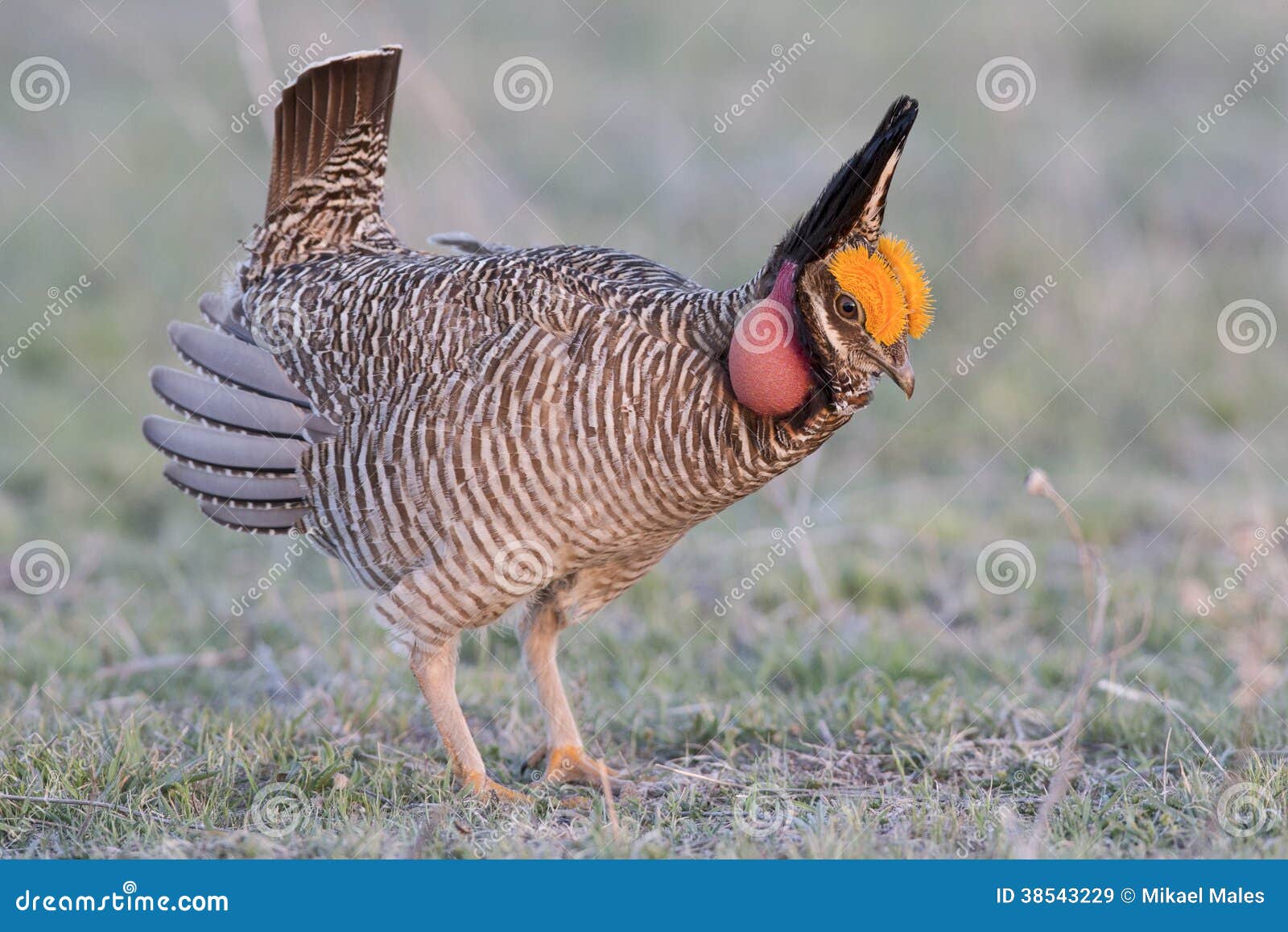 Lesser Prairie Chicken in Mating Dance Stock Image - Image of list ...