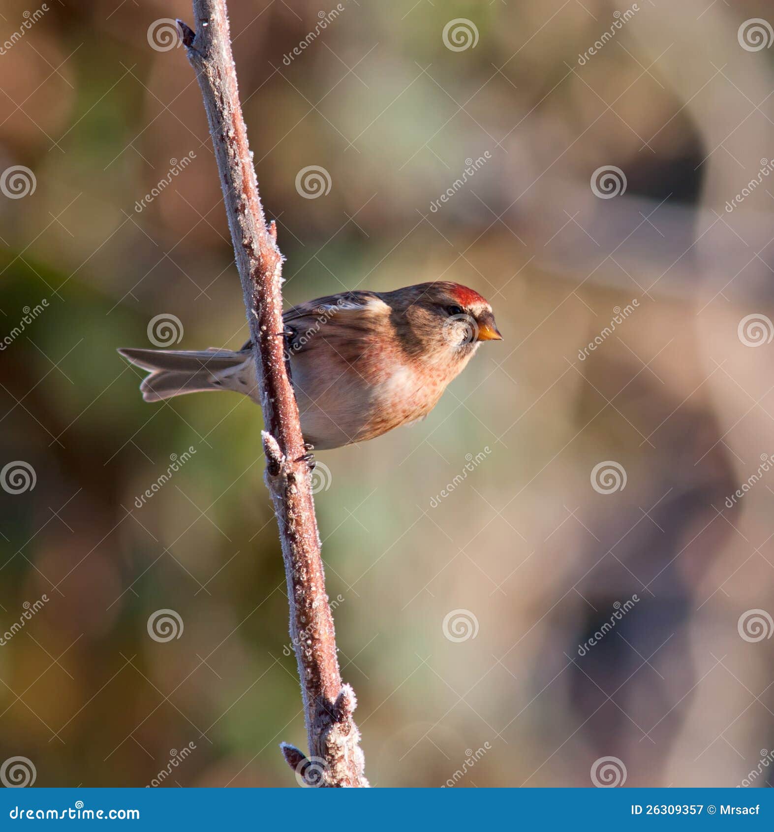 Lesser Redpoll stock image. Image of perched, wildlife - 26309357
