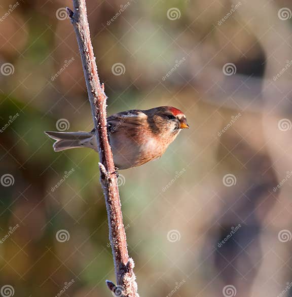 Lesser Redpoll stock image. Image of perched, wildlife - 26309357