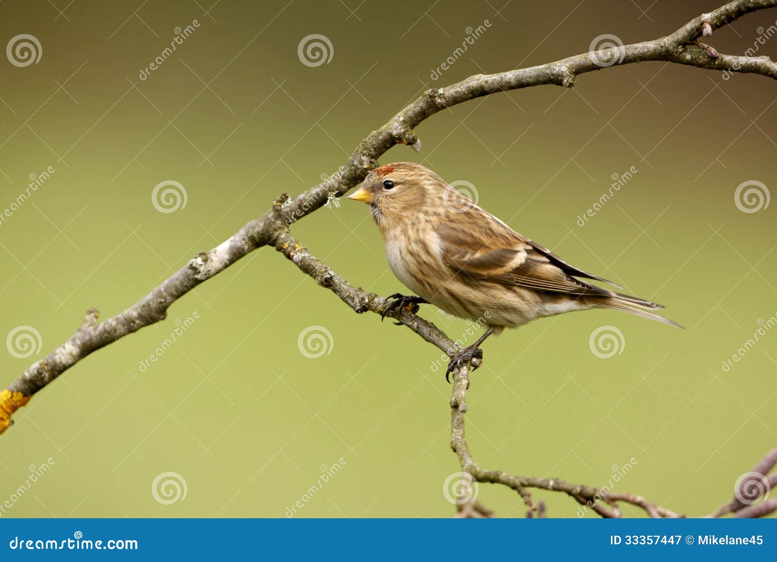 Lesser Redpoll, Carduelis Cabaret Stock Image - Image of eastern, lesse ...