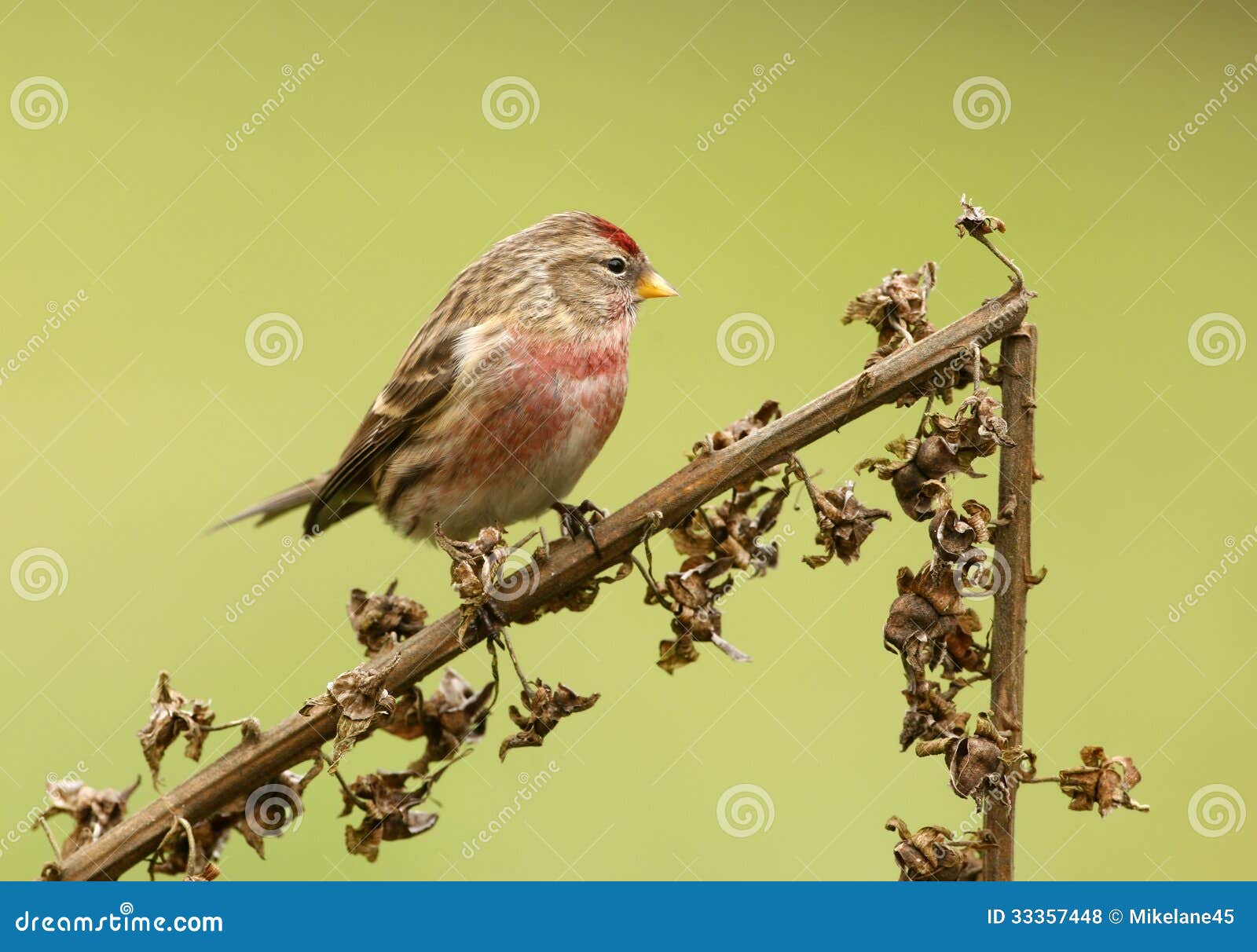 Lesser Redpoll, Carduelis Cabaret Stock Photo - Image of nature ...