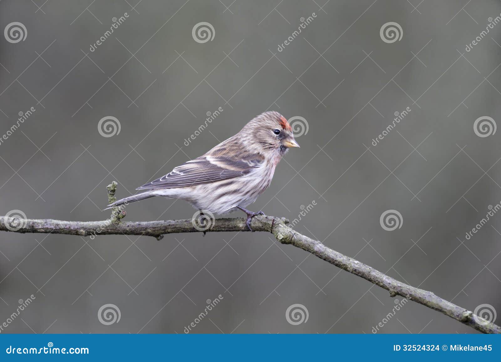Lesser Redpoll, Carduelis Cabaret Stock Photo - Image of birds, british ...