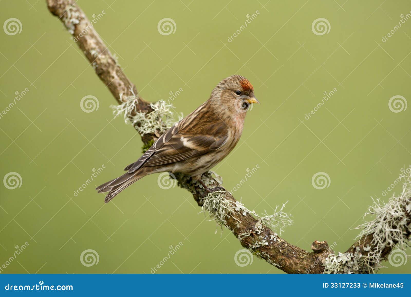 Lesser Redpoll, Carduelis Cabaret Stock Image - Image of cabaret ...