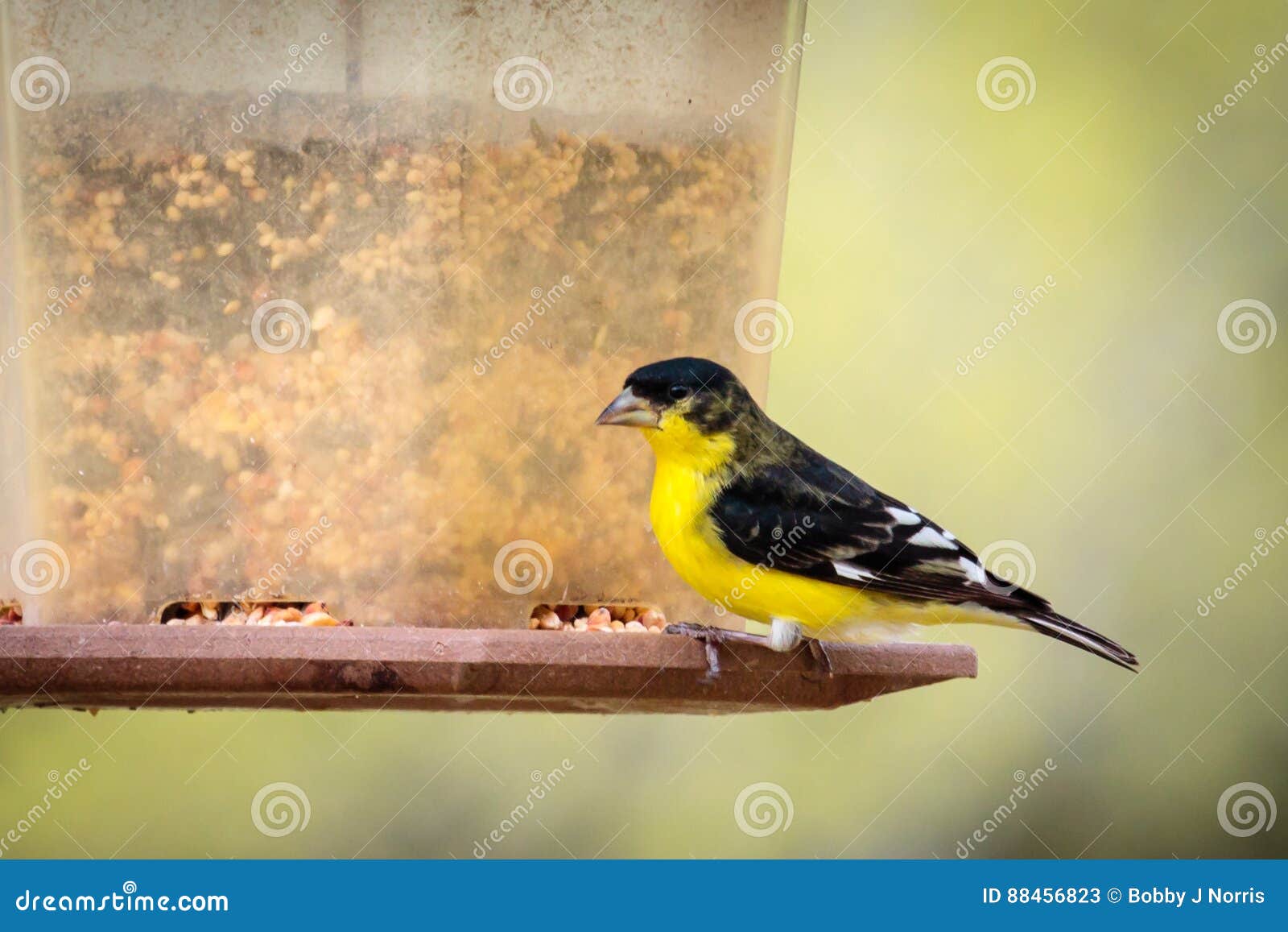 Lesser Redpoll Finch at the Feeder Stock Image - Image of redpoll ...
