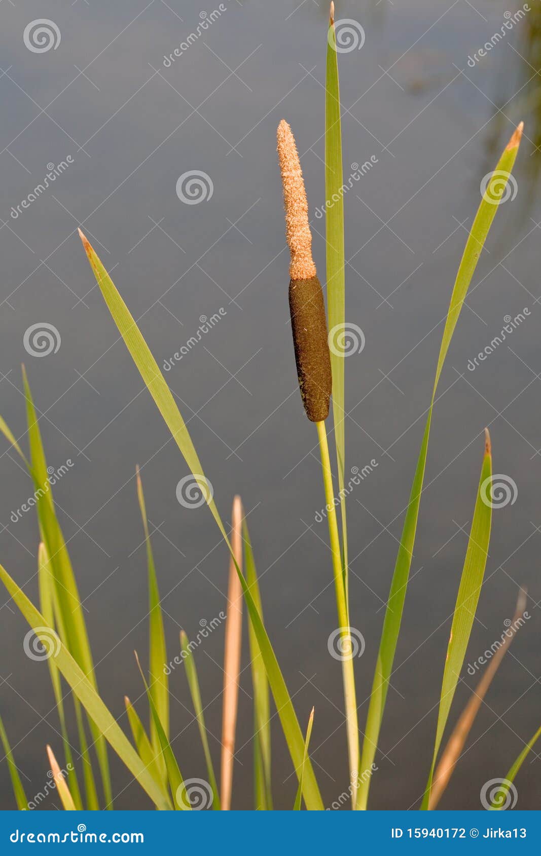 Reed Mace Plant Also Known As Cat - Tail, Bulrush, Swamp Sausage, Punks ...