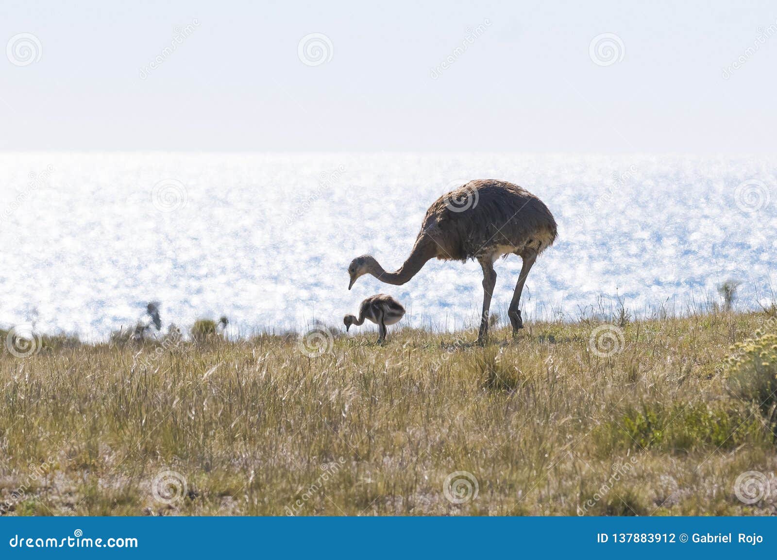 Rhea, La Pampa, Argentina stock photo. Image of argentina - 137883912